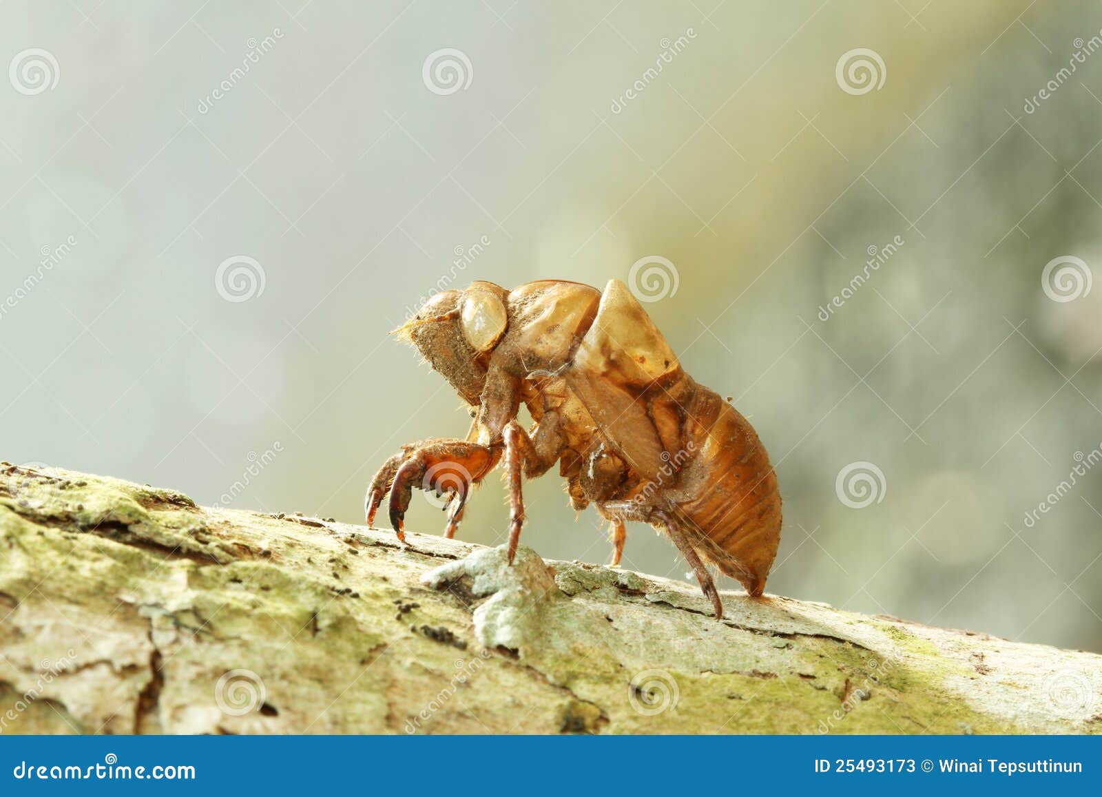 Cicada shell stock image. Image of closeup, shell, forest - 25493173