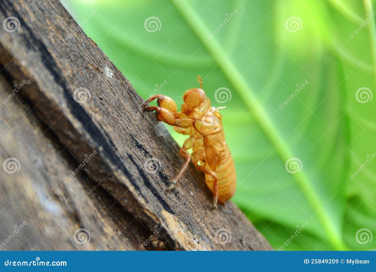 Cicada shell stock image. Image of wild, forest, skin - 25849209