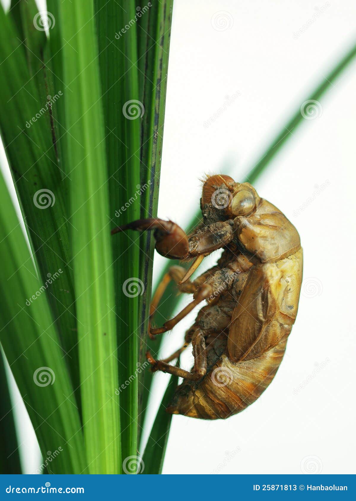 Cicada shell stock image. Image of change, traditional - 25871813
