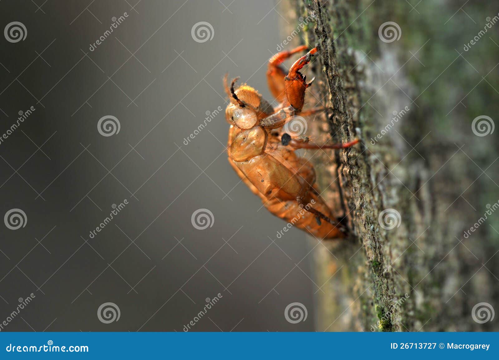 Cicada shell stock image. Image of macro, animal, closeup - 26713727