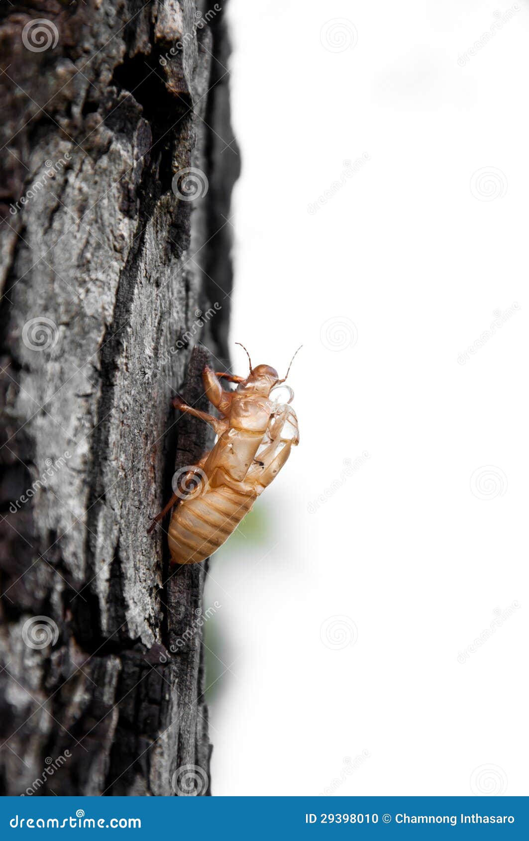 Cicada shell stock photo. Image of change, exoskeleton - 29398010