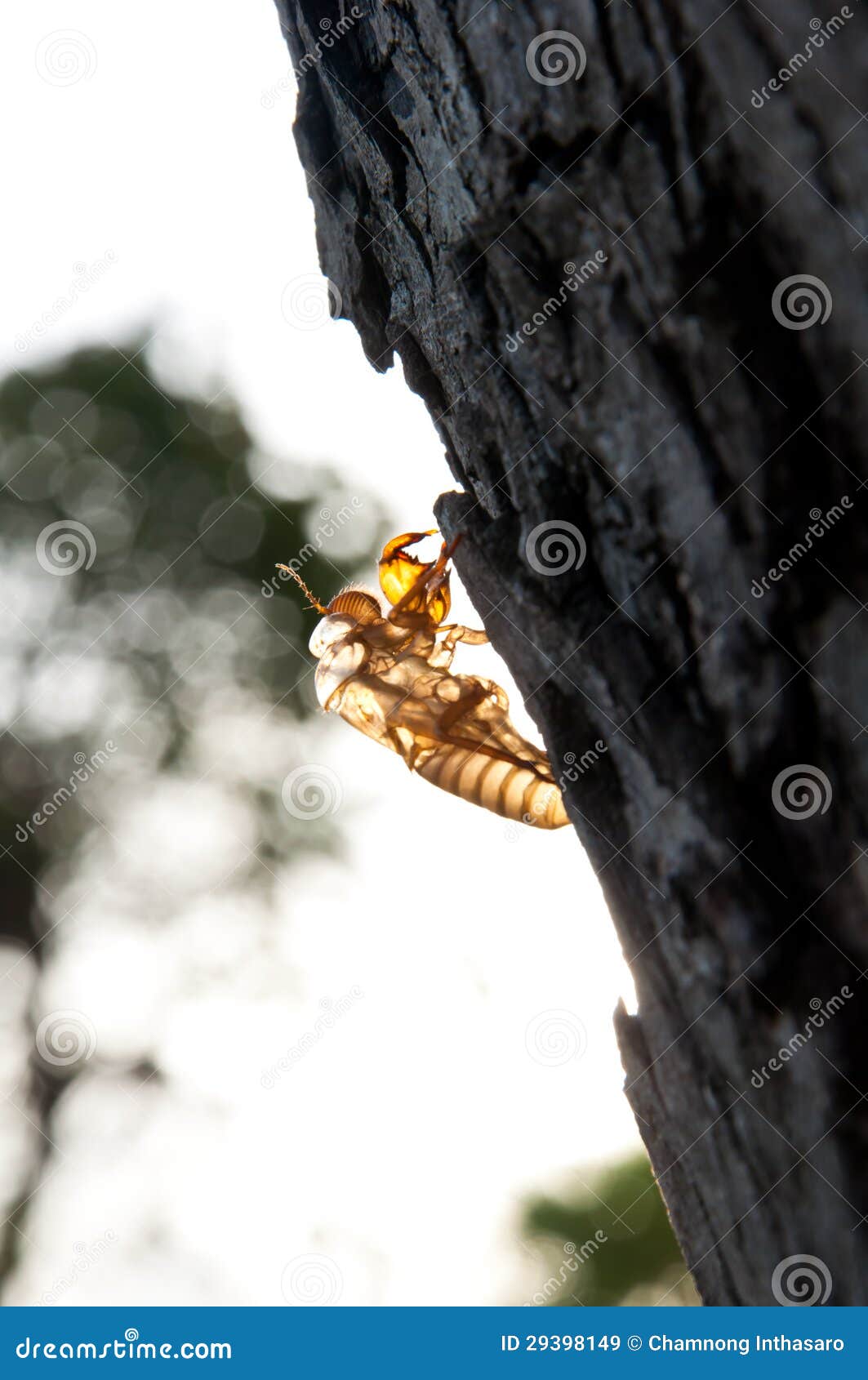 Cicada shell stock image. Image of brown, summer, forest - 29398149