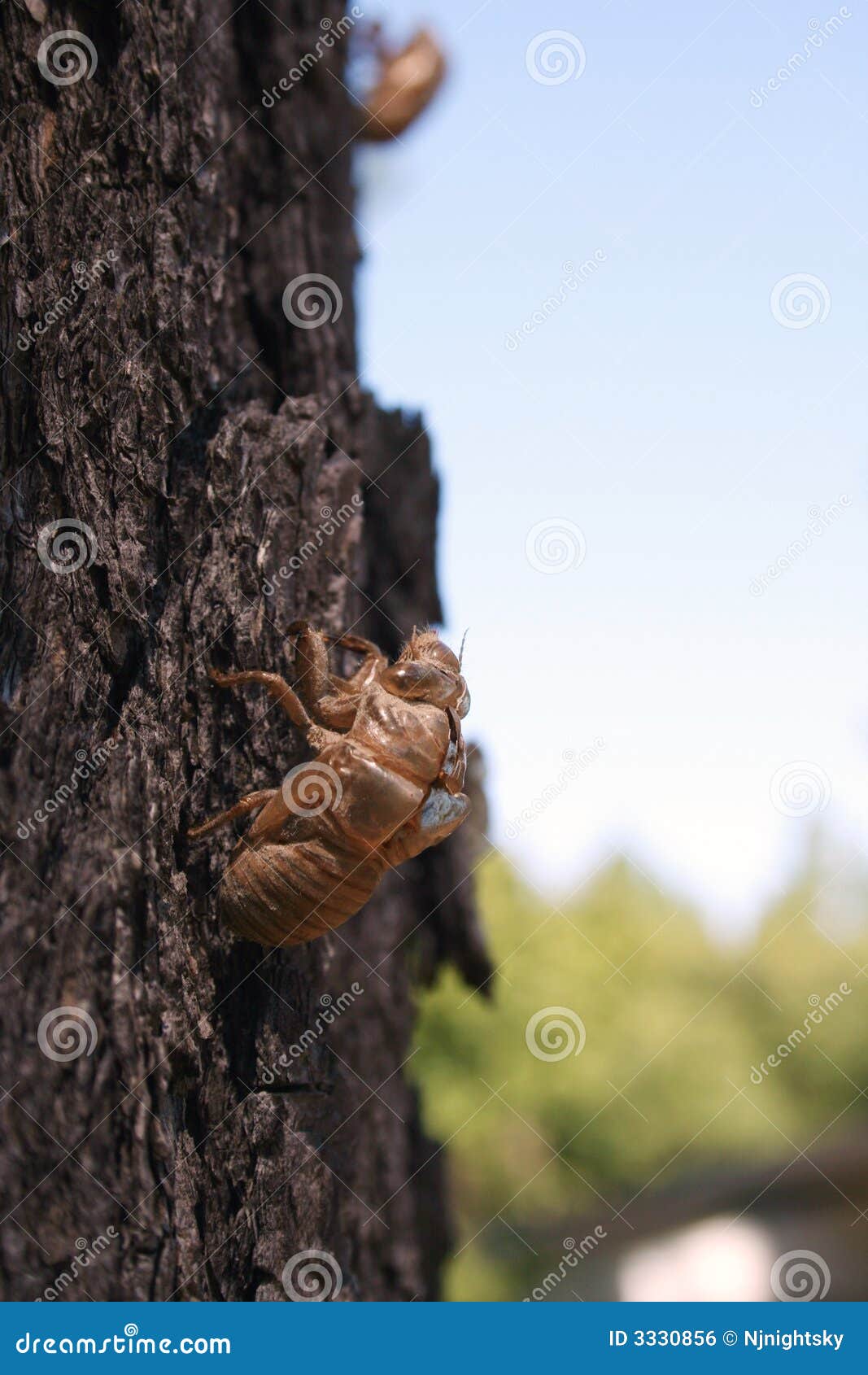 Cicada Shell stock photo. Image of wings, cicada, brown - 3330856