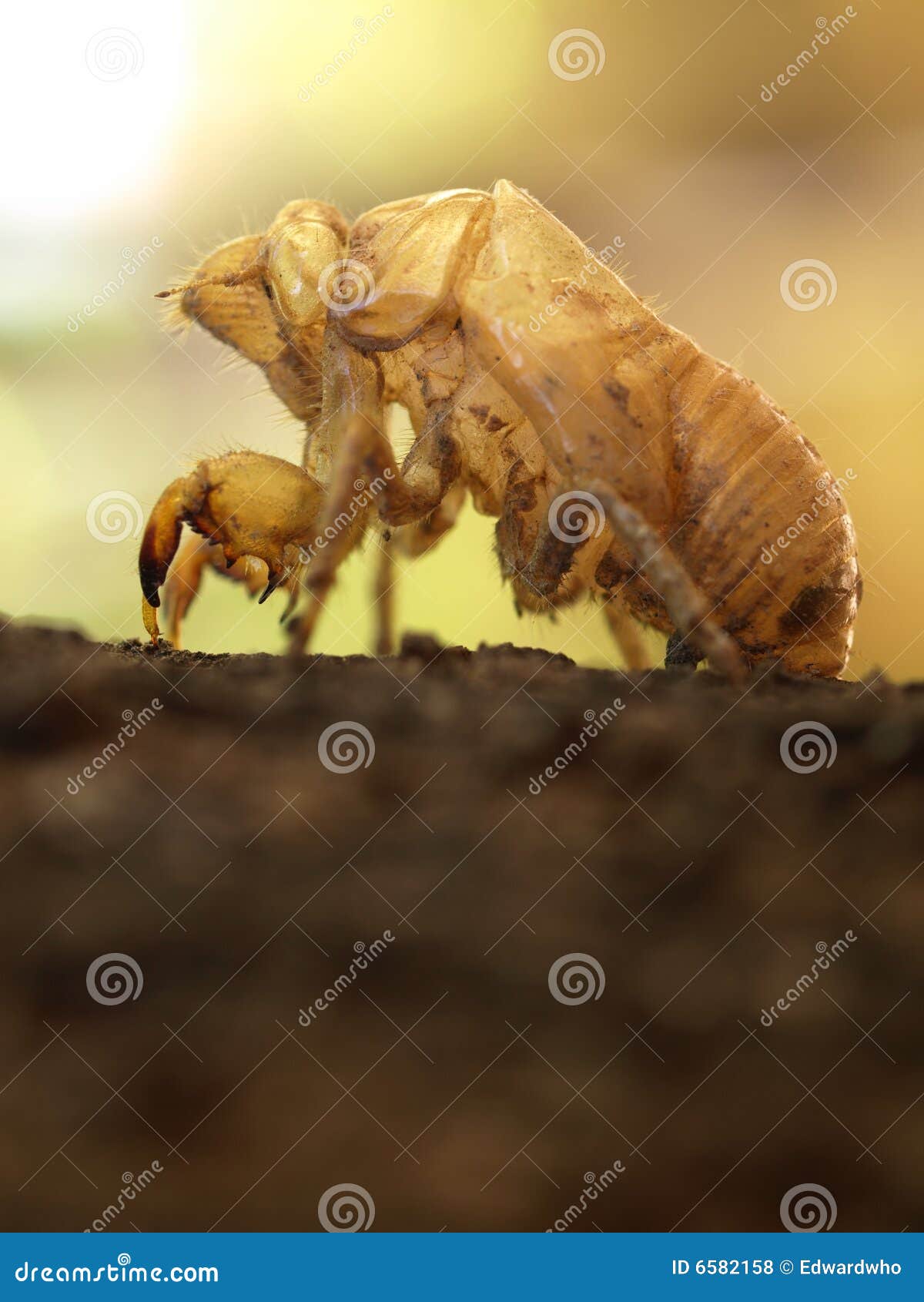 Cicada Shell stock photo. Image of ugly, empty, creepy - 6582158
