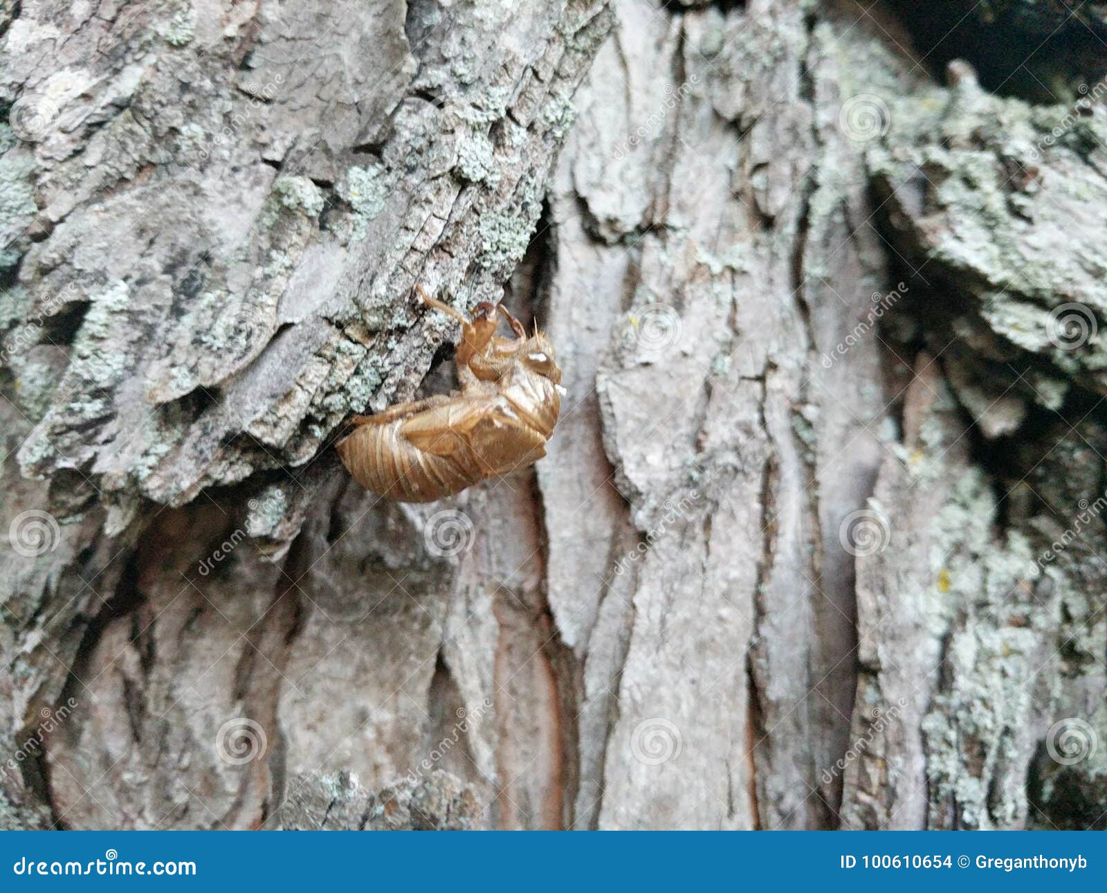 Cicada shell stock photo. Image of locust, cicada, maple - 100610654