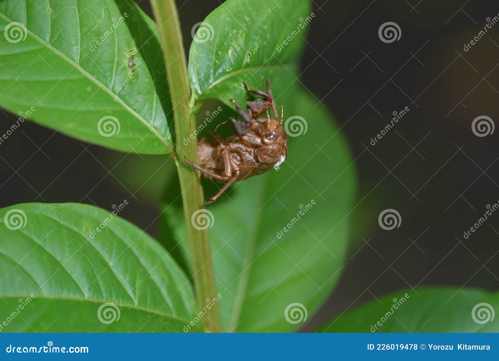 Cicada shell. stock photo. Image of repeating, grow - 226019478