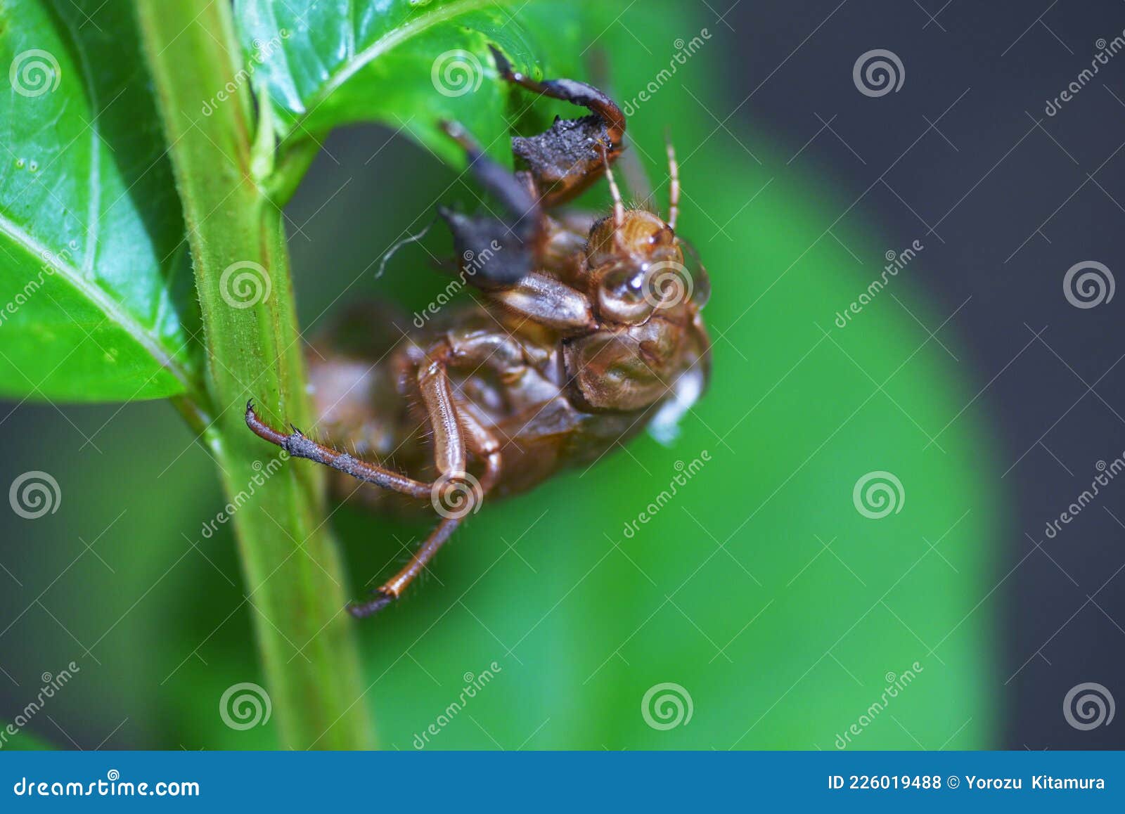 Cicada shell. stock photo. Image of repeating, plant - 226019488