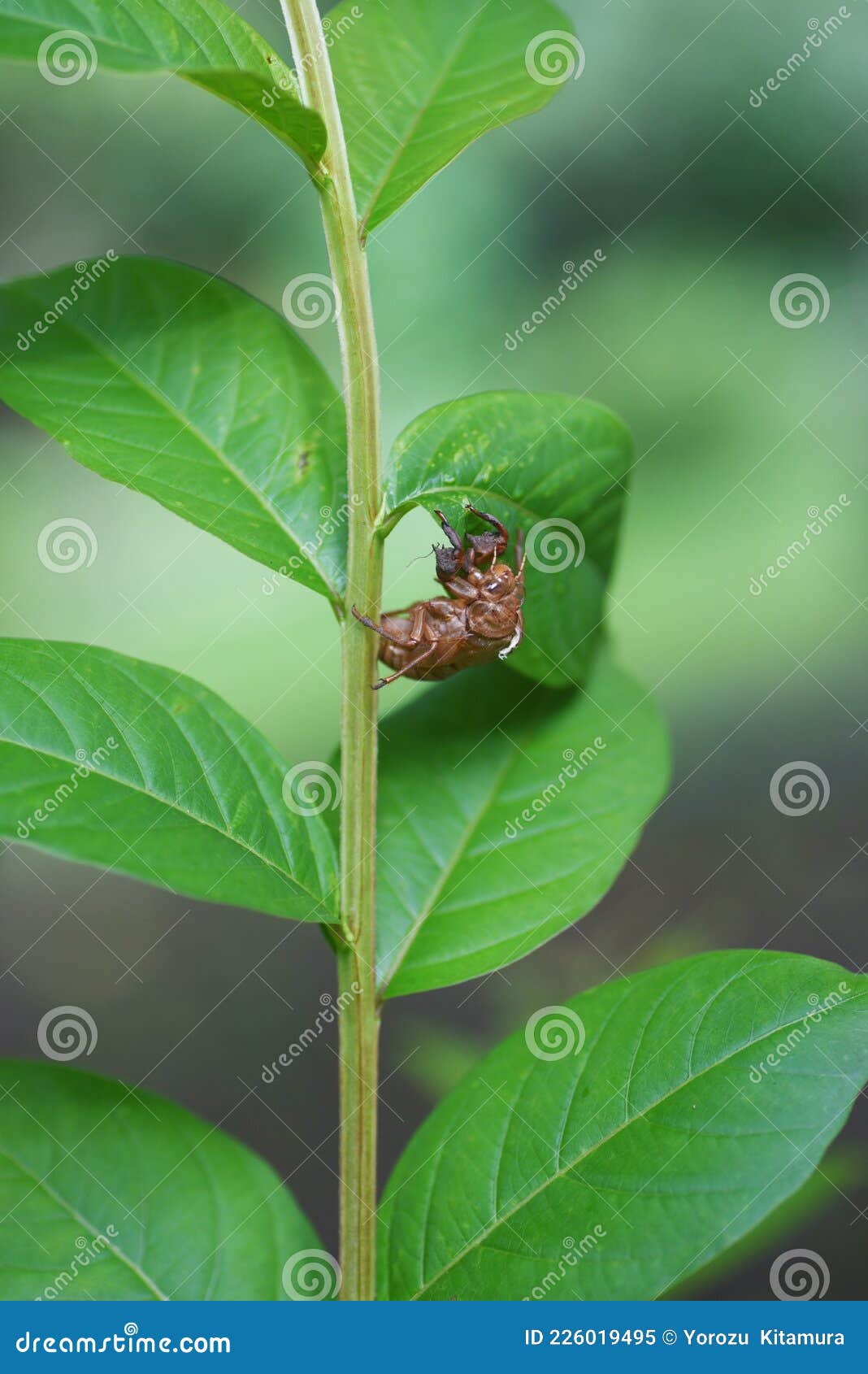 Cicada shell. stock image. Image of adult, larger, green - 226019495