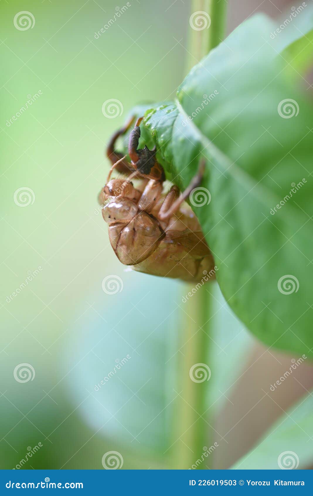 Cicada shell. stock image. Image of detail, brown, remain - 226019503