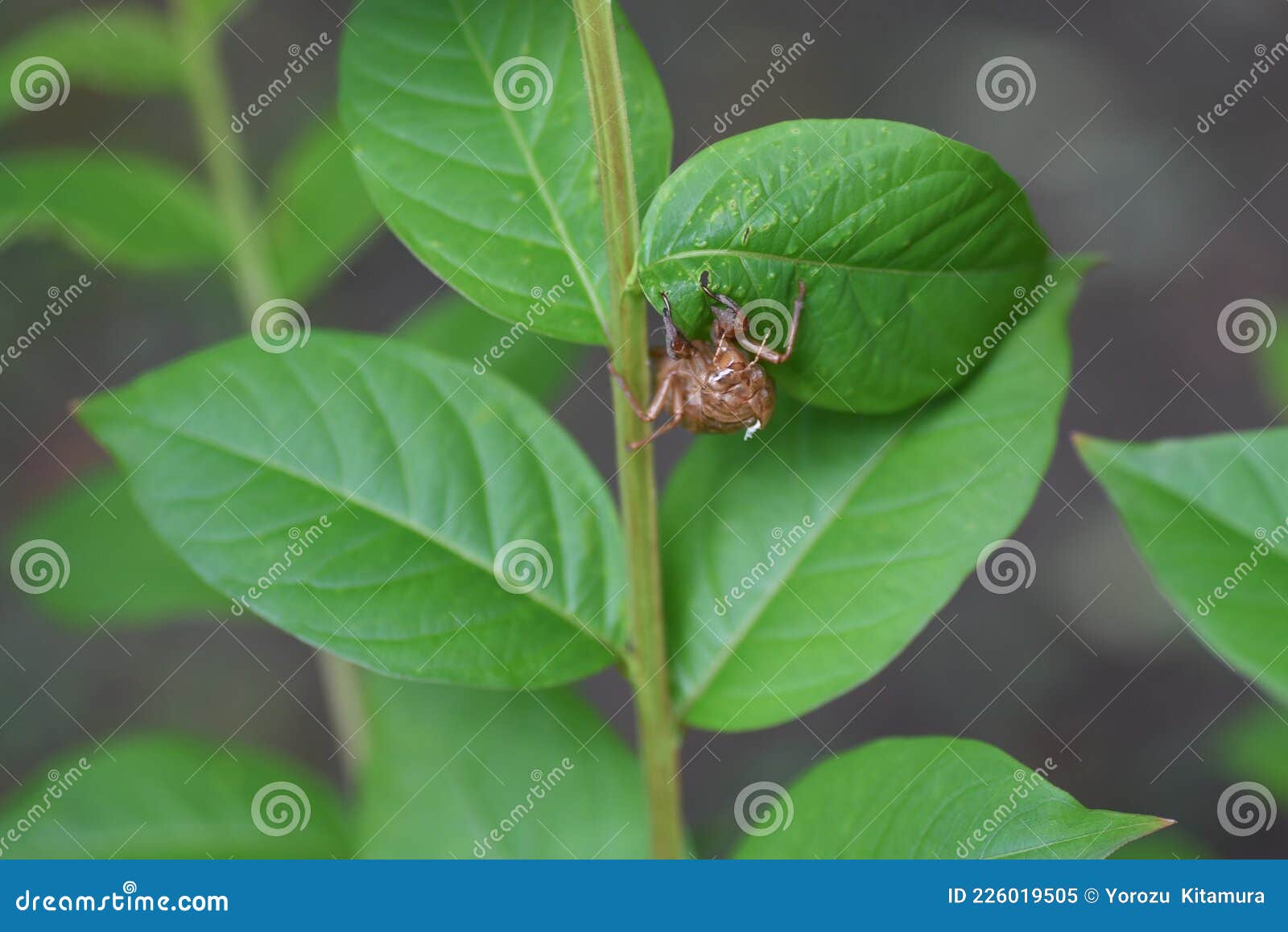 Cicada shell. stock image. Image of molting, brown, remain - 226019505