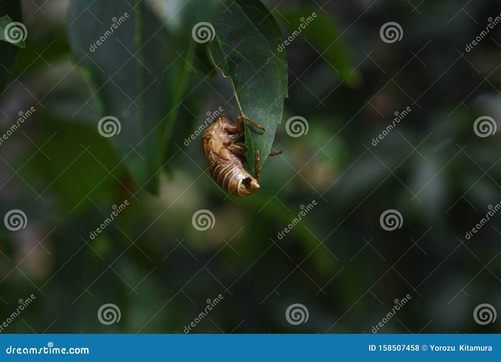 A cicada shell stock photo. Image of background, eyes - 158507458