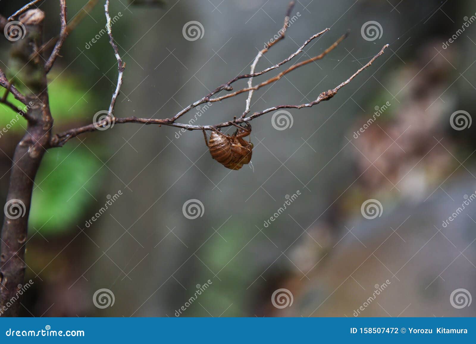 A cicada shell stock photo. Image of larvae, animal - 158507472