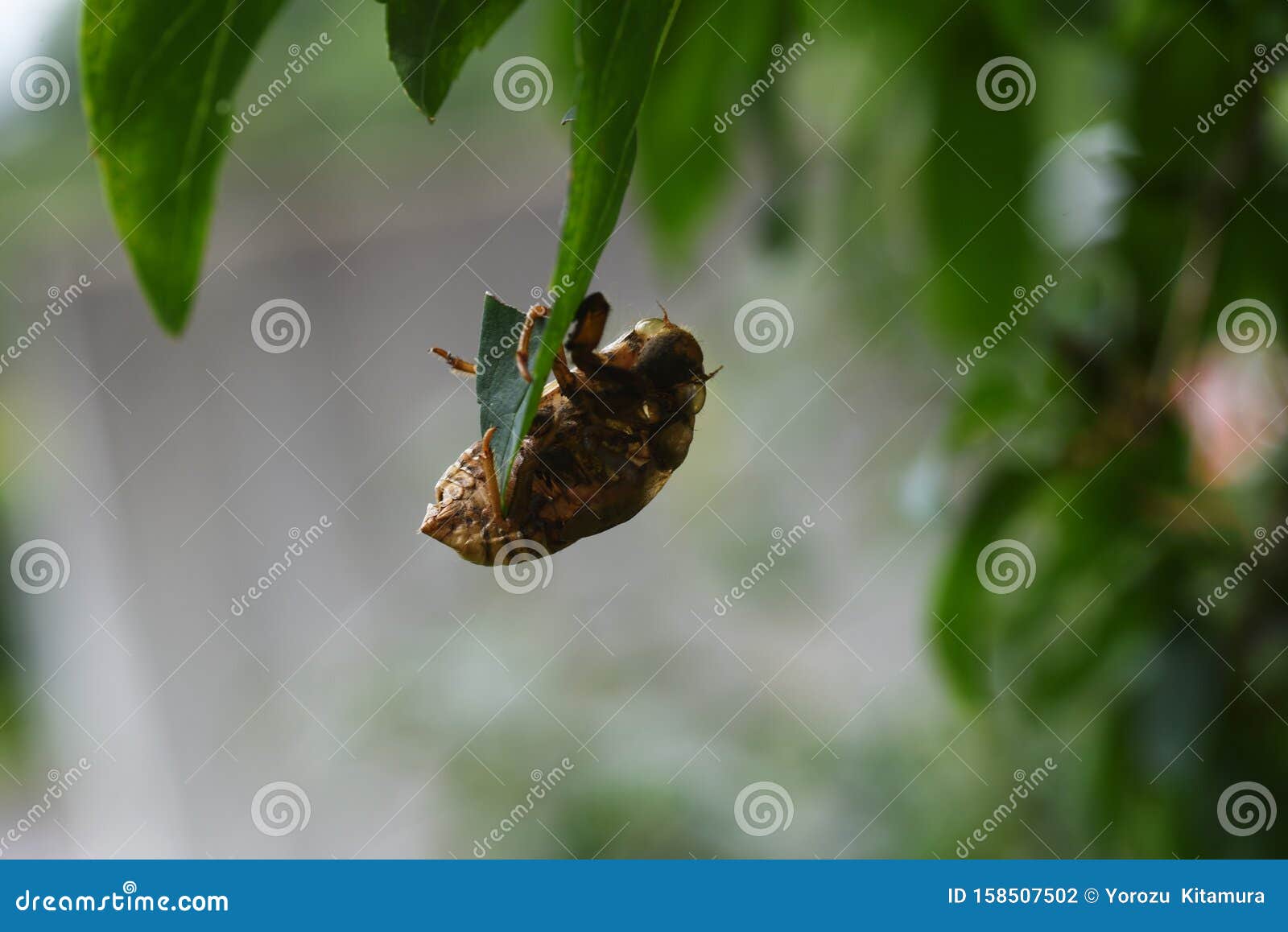 A cicada shell stock photo. Image of copy, larvae, japan - 158507502