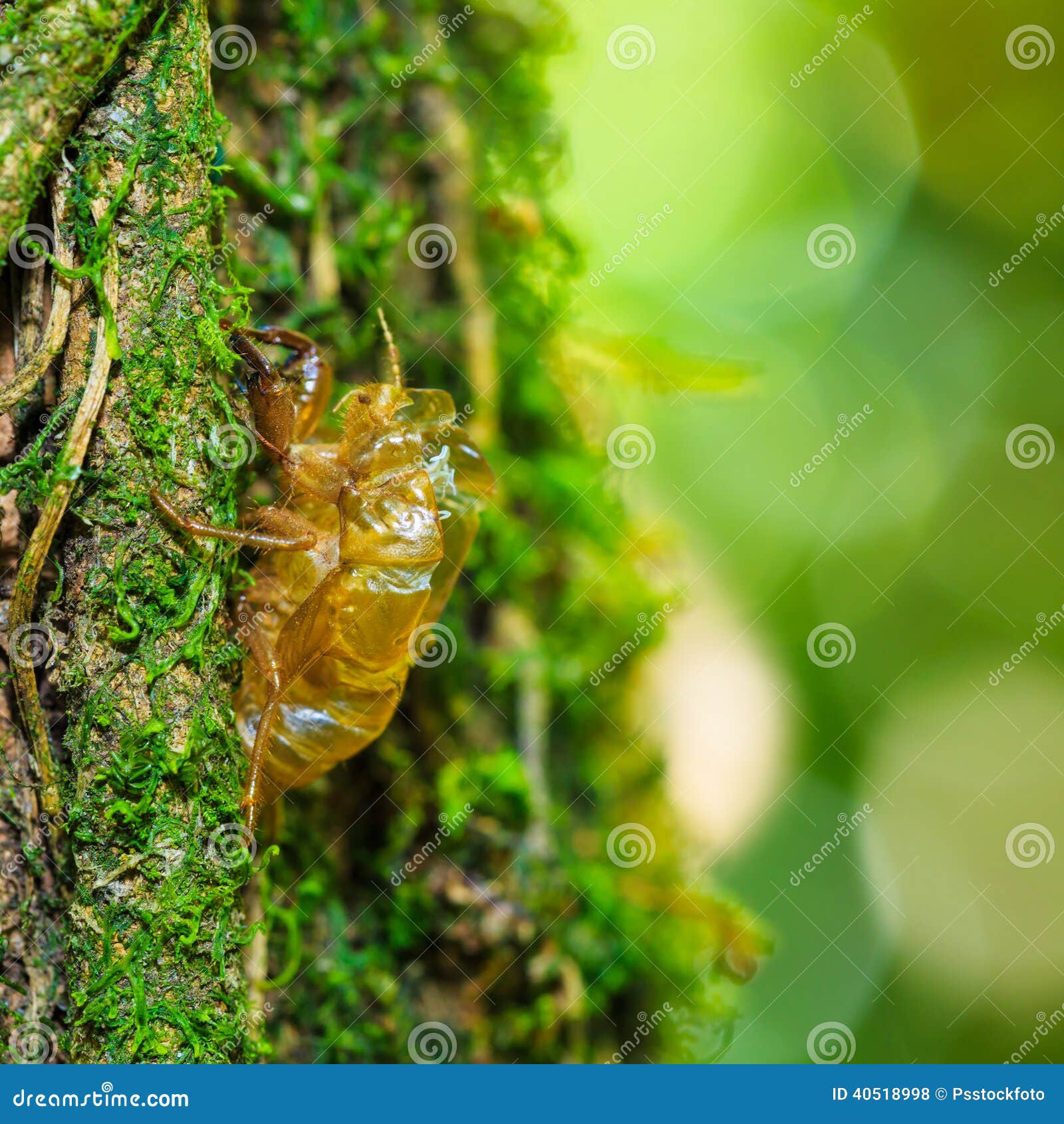 Cicada shell stock photo. Image of wildlife, closeup - 40518998