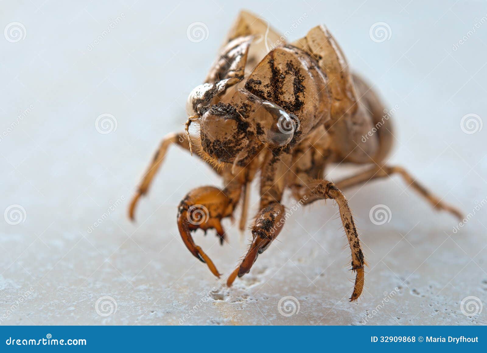 Cicada shell stock photo. Image of wildlife, shell, claw - 32909868