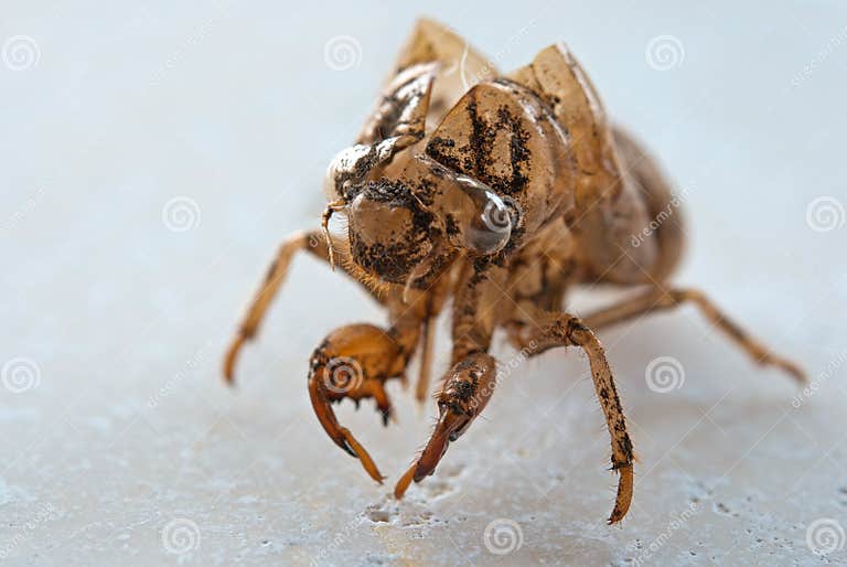 Cicada shell stock photo. Image of wildlife, shell, claw - 32909868