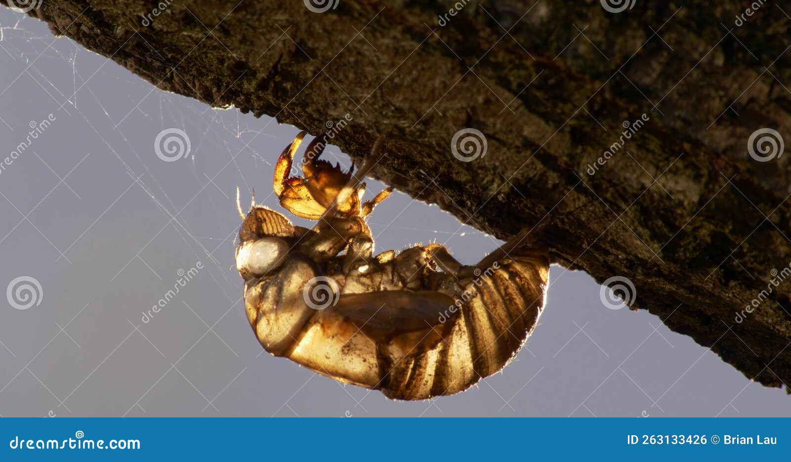 Cicada Shell Fossilized on a Tree Branch. Stock Footage - Video of bugs ...