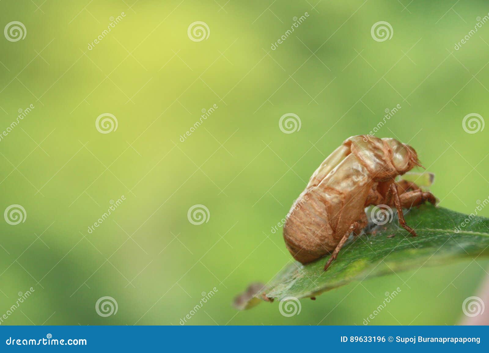 Cicada Shell on the Green Leaft of a Tree in the Morning Backgr Stock ...