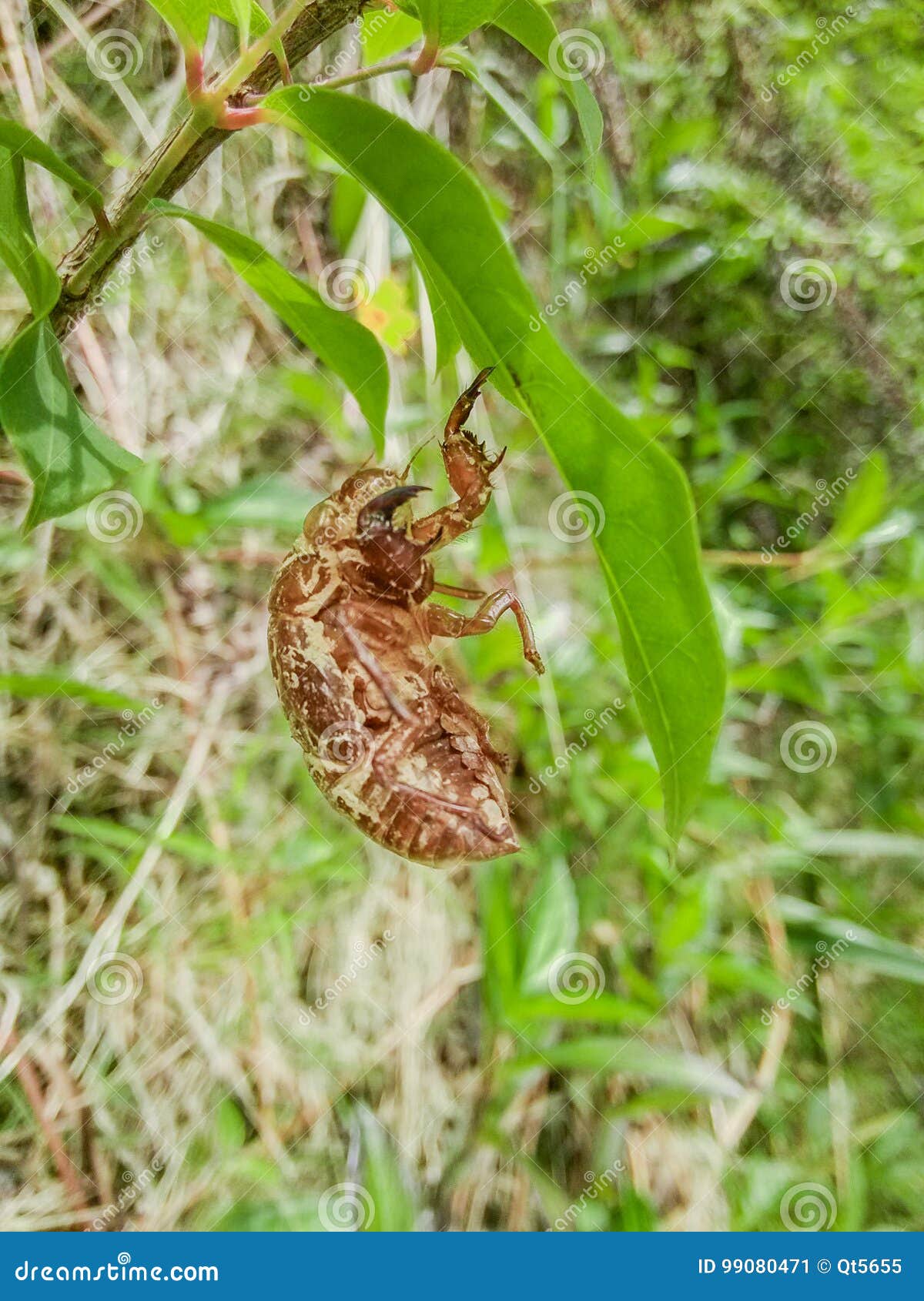 Cicada shell stock image. Image of background, legs, cicada - 99080471