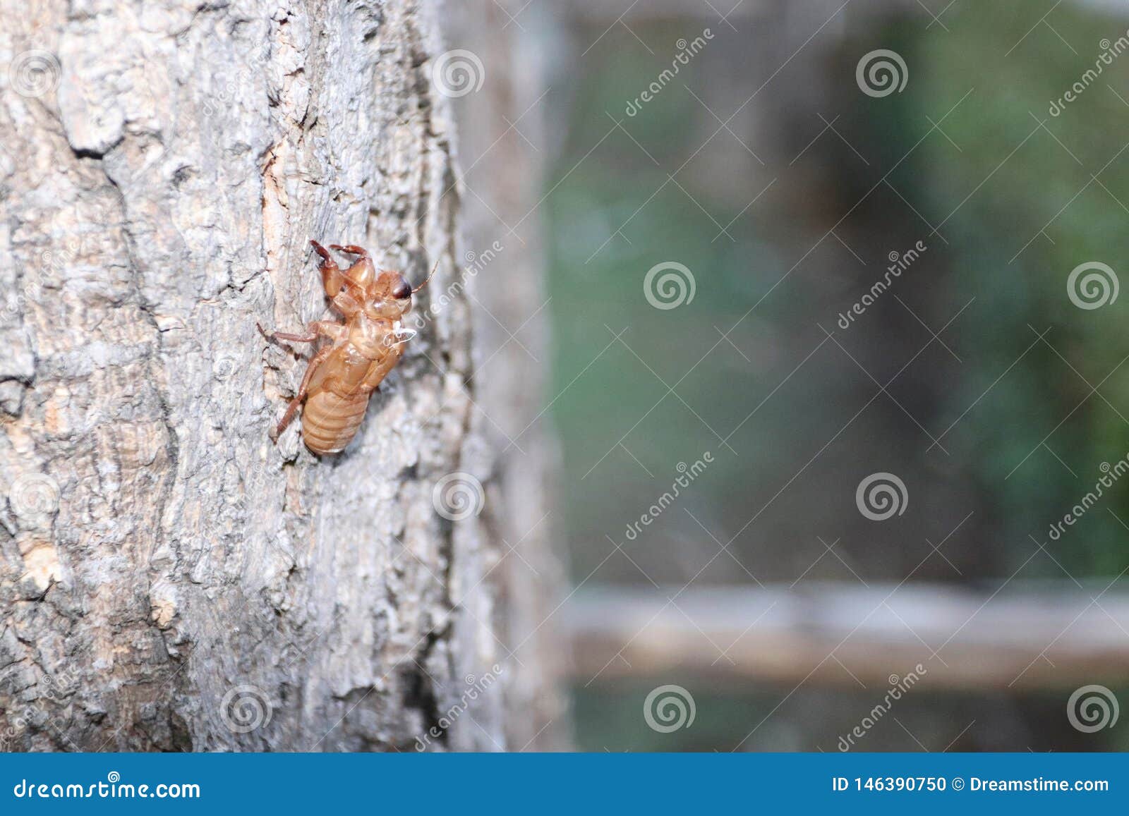 A Cicada Shell Hang on Tree Trunk Stock Photo - Image of close, nature ...
