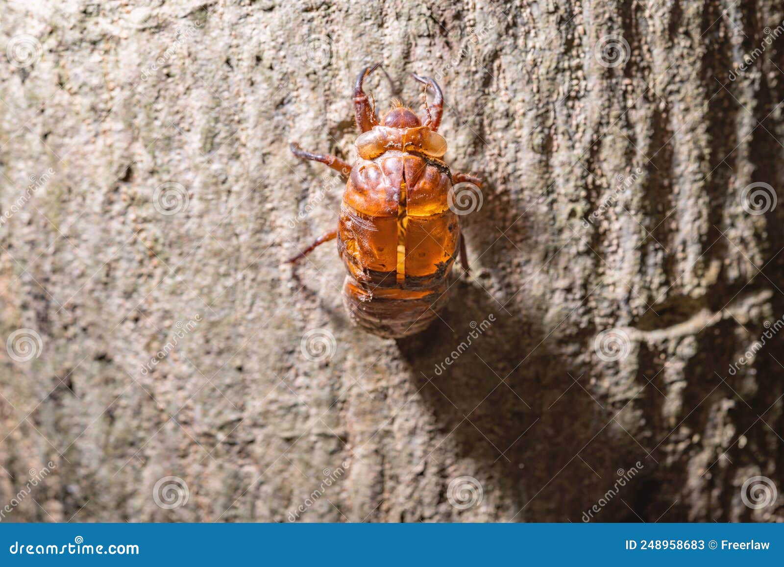 Cicada Shell Hanging on Tree Stock Image - Image of scented, asia ...