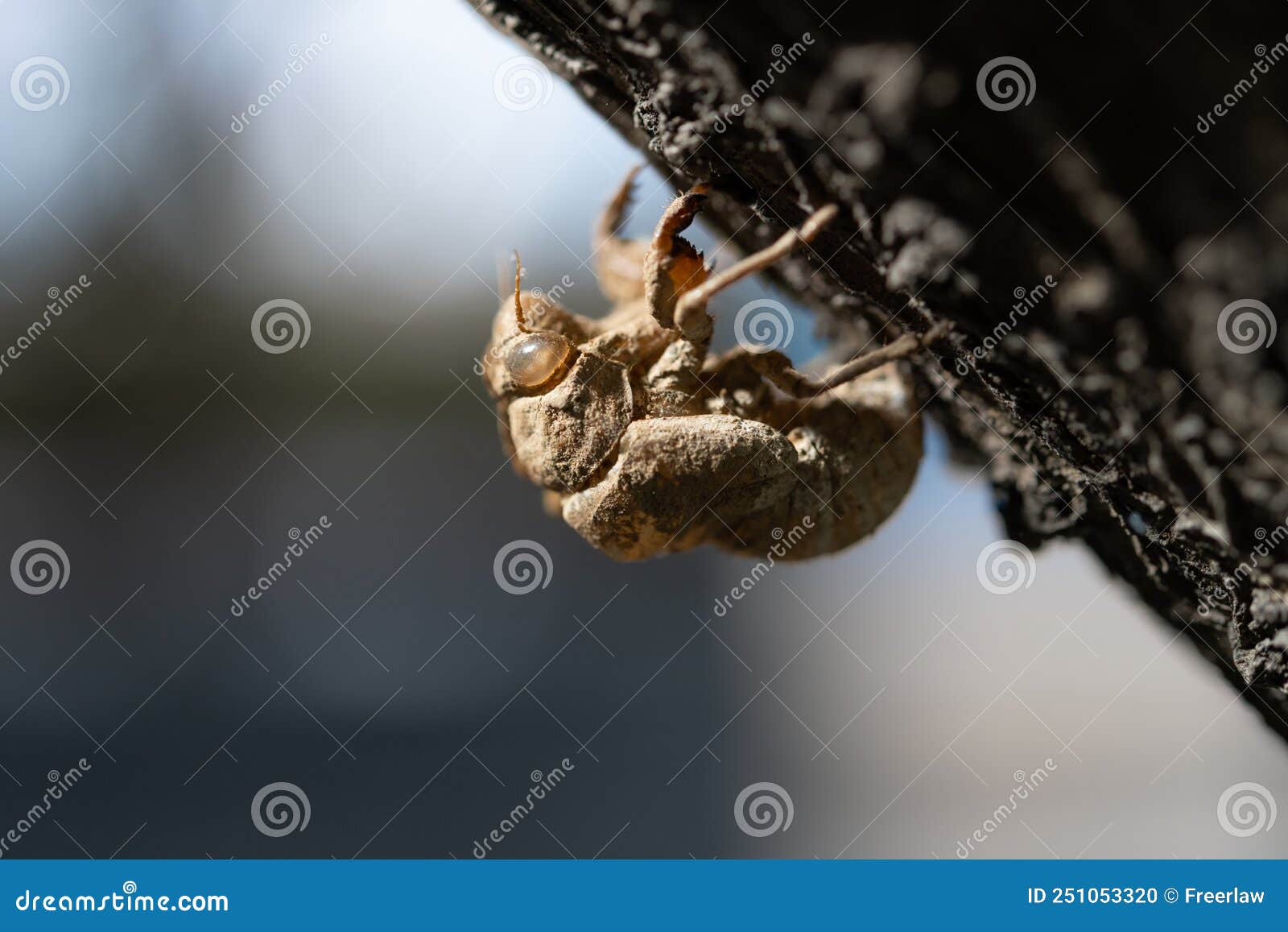 A Cicada Shell Hanging on a Tree Stock Photo - Image of medicine ...