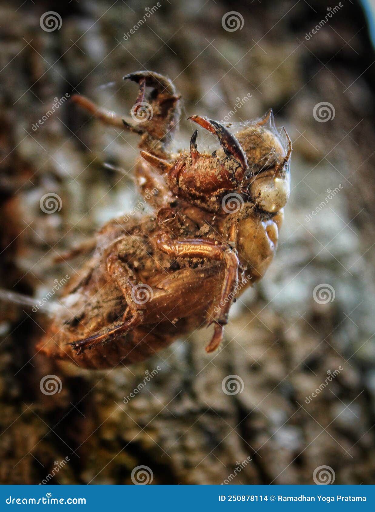 Cicada Shell Insect in Nature of Indonesia Stock Photo - Image of ...