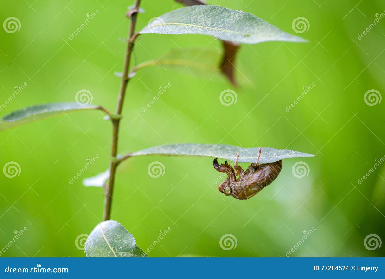 Cicada shell on a leaf stock photo. Image of abstract - 77284524