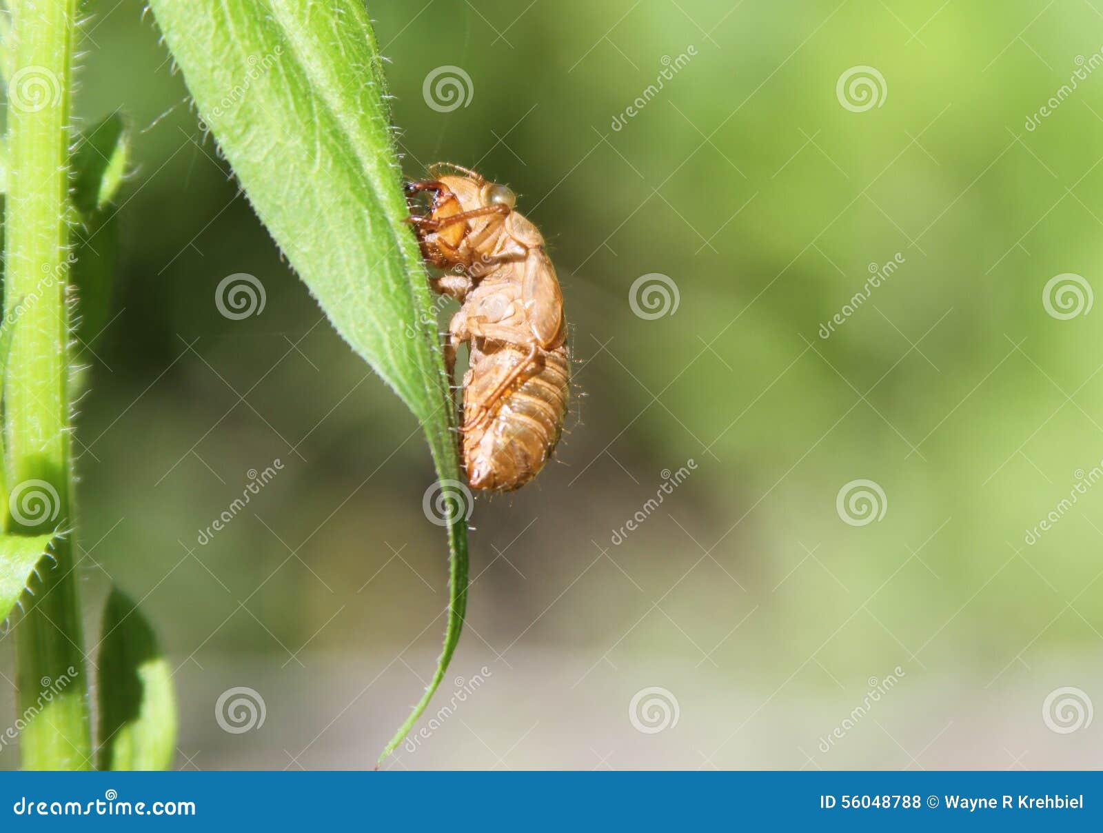 Cicada Shell on Leaf stock photo. Image of outbreak, leaf - 56048788