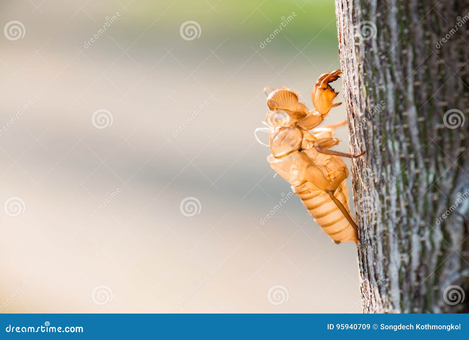 Cicada shell stock image. Image of molt, adult, brown - 95940709