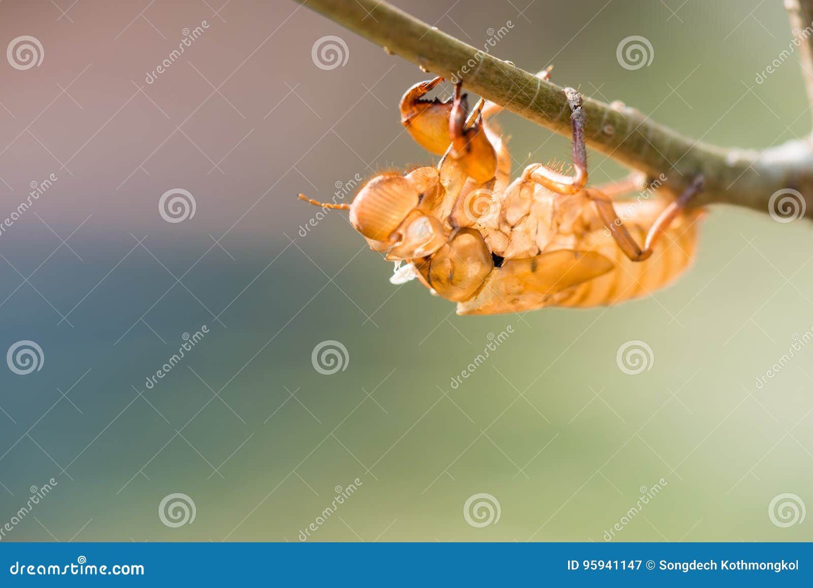 Cicada Shell Stock Photo | CartoonDealer.com #32909868