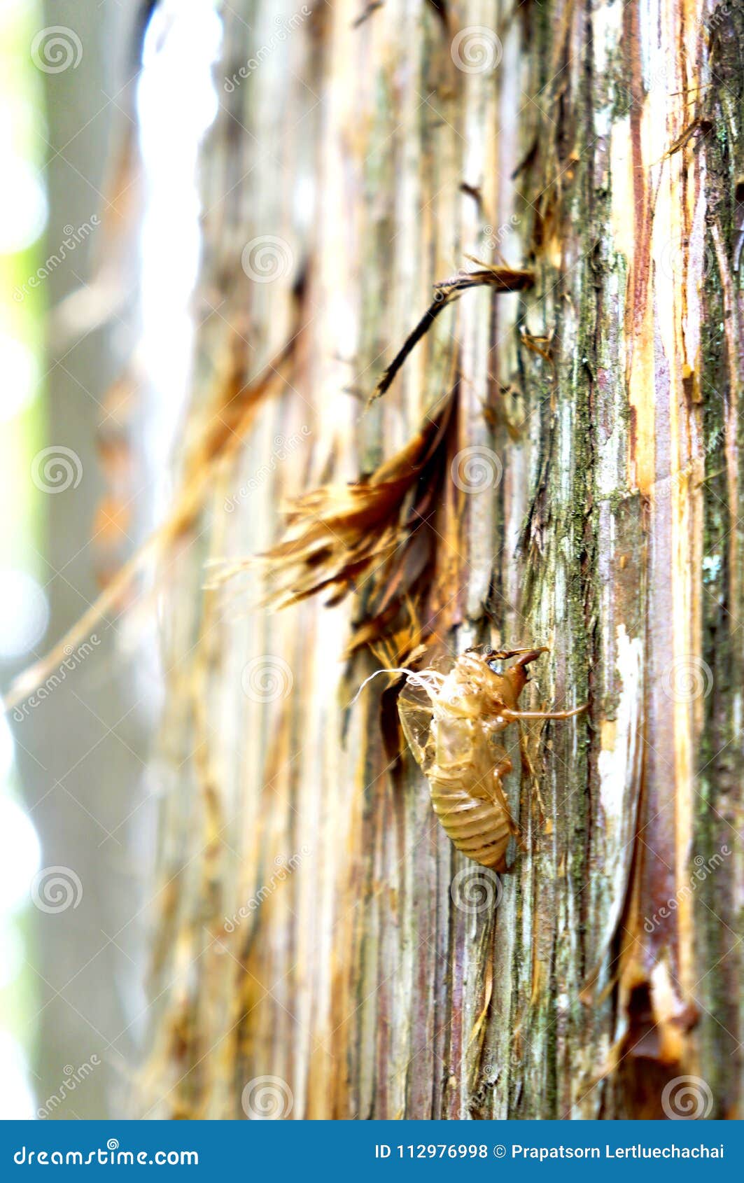 Cicada Shell stock photo. Image of pine, cuticle, ecdysis - 112976998