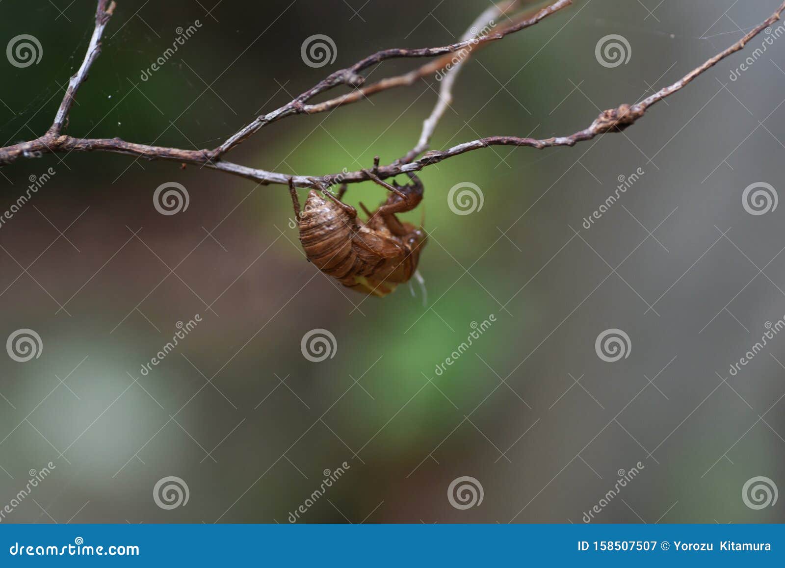 A cicada shell stock image. Image of brown, cicadidae - 158507507