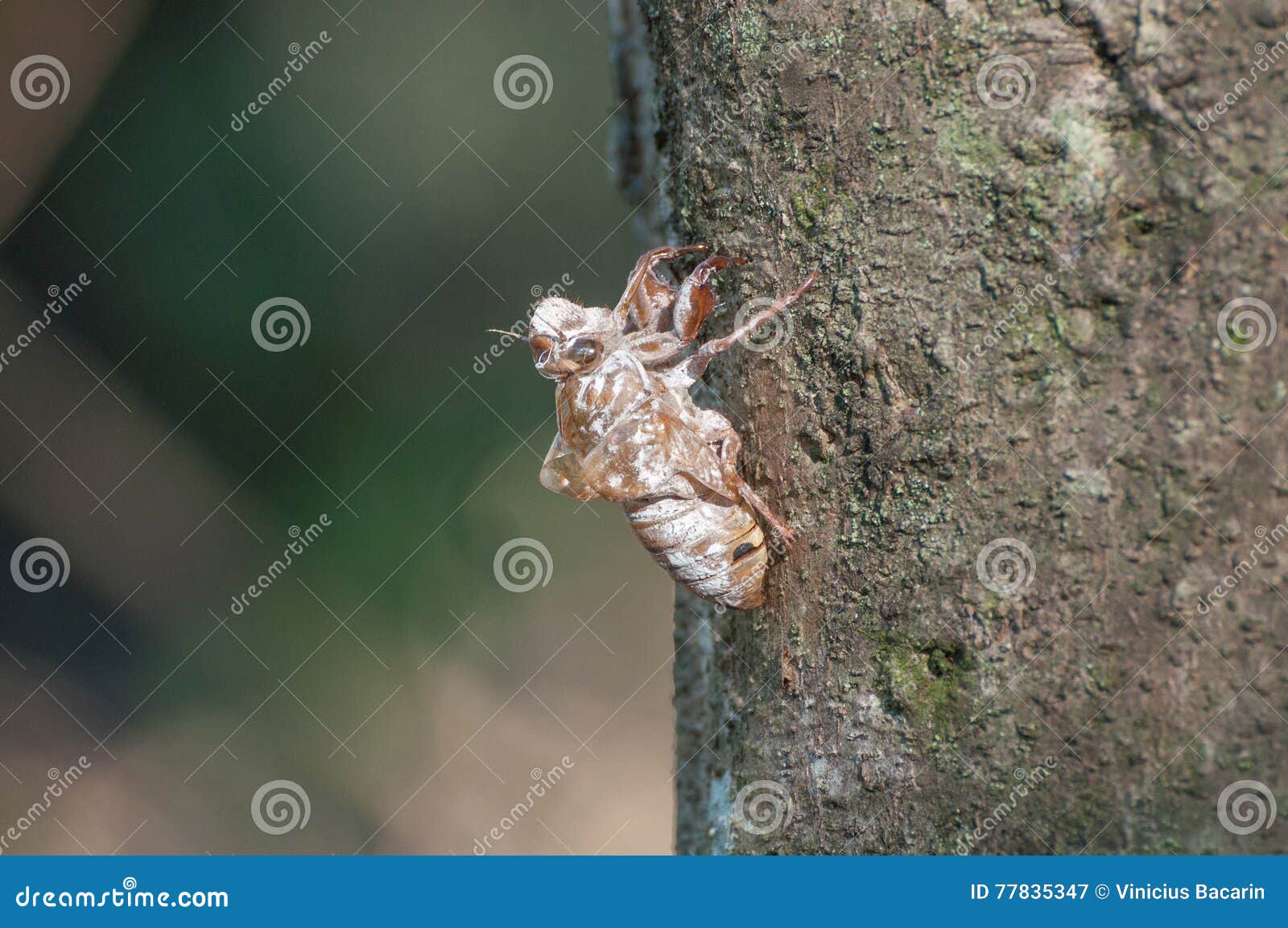 Cicada Shell Stuck in Tree. Side View. Stock Image - Image of flying ...