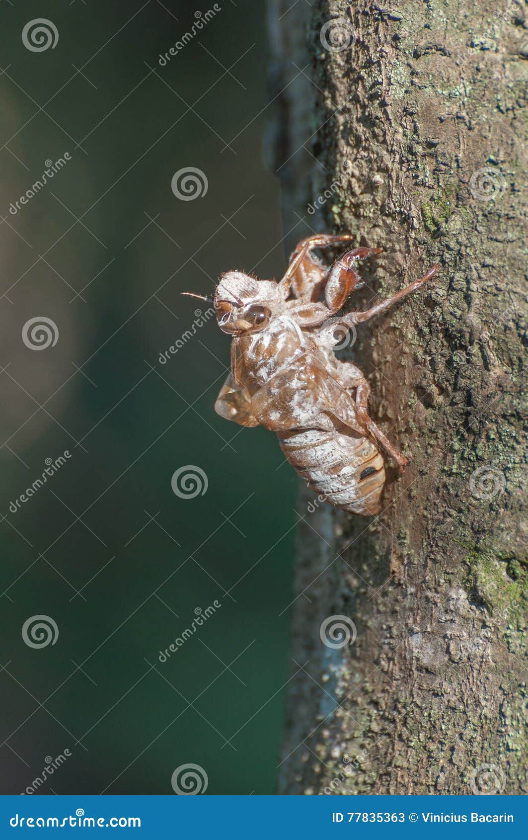 Cicada Shell Stuck in Tree. Side View. Stock Image - Image of bark ...