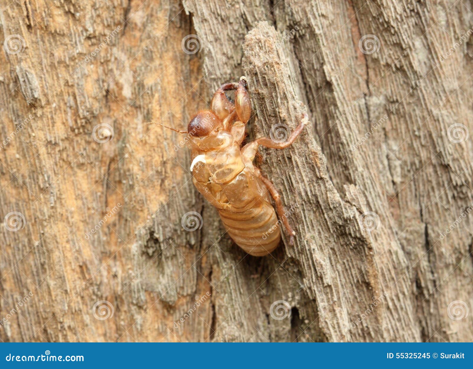 Cicada shell (Thailand) stock image. Image of insect - 55325245
