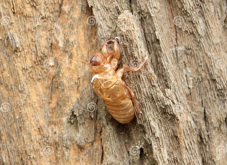 Cicada shell (Thailand) stock image. Image of insect - 55325245