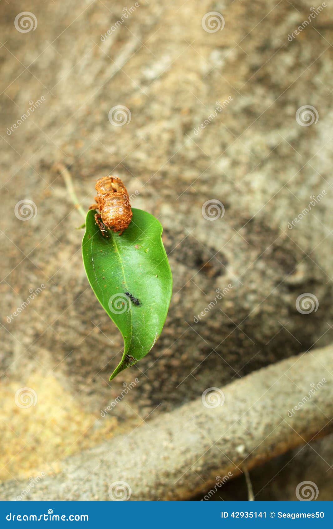 Cicada shell on the tree stock image. Image of closeup - 42935141