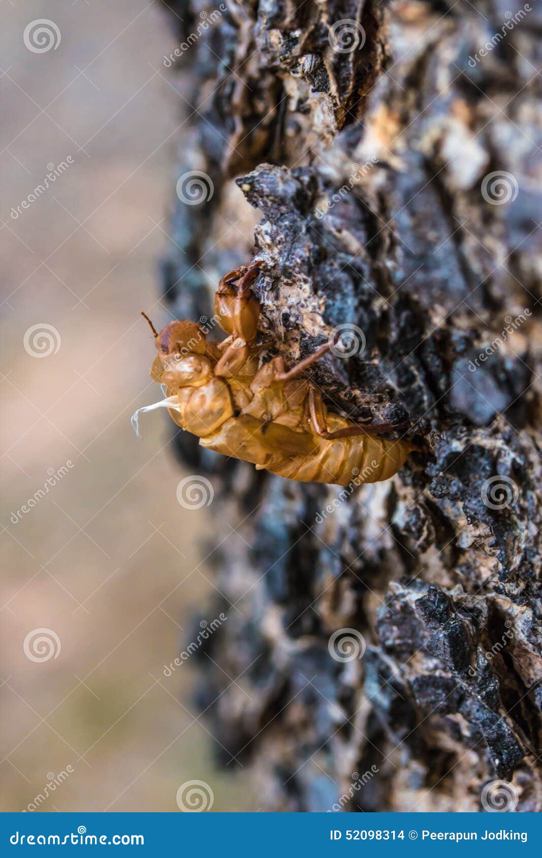 Cicada Shell on the Tree Bark in the Forest Stock Photo - Image of tree ...