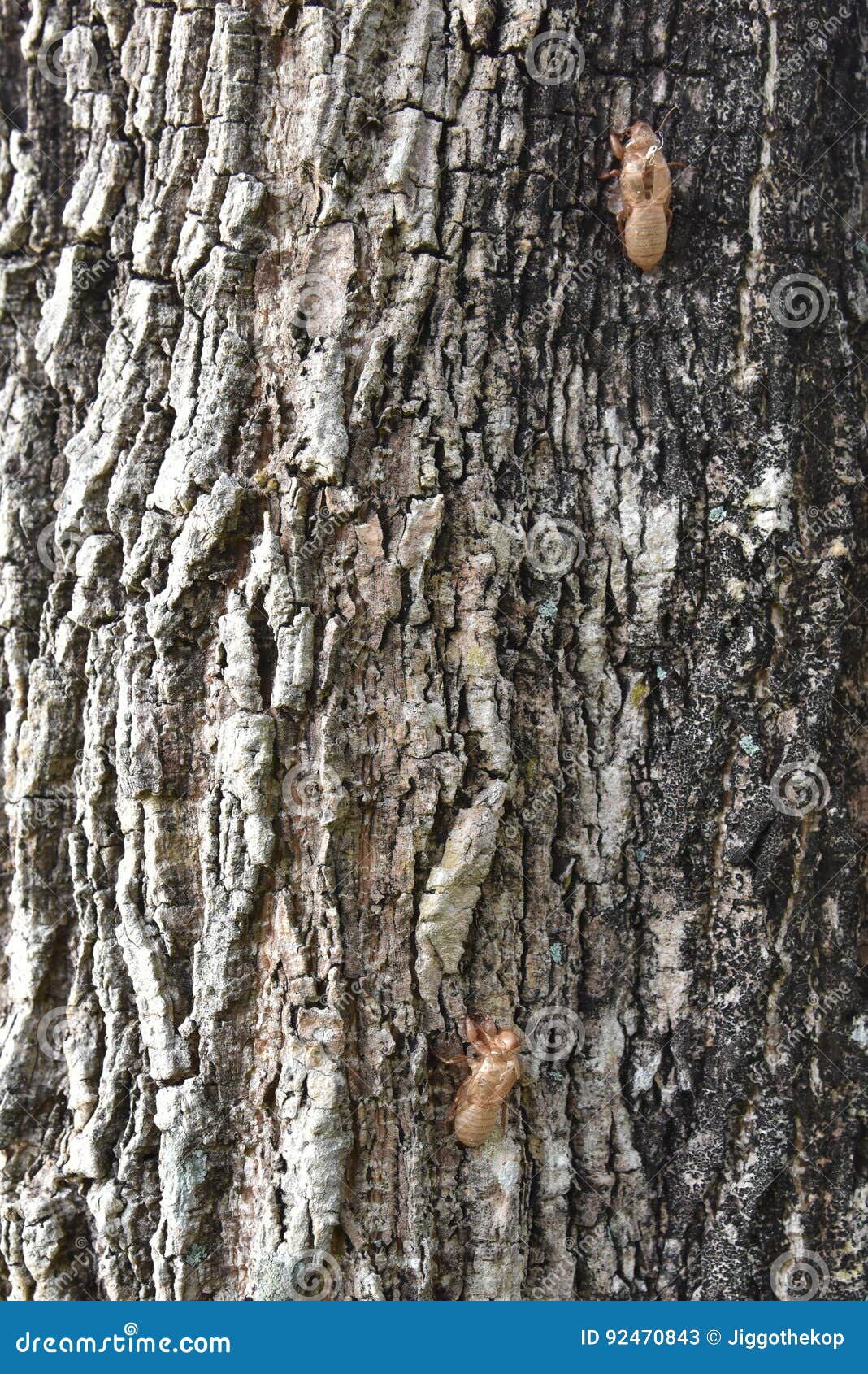 Cicada Shell on the Tree Bark Stock Image - Image of close, abstract ...