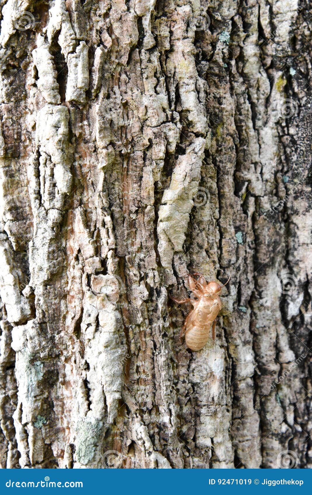 Cicada Shell on the Tree Bark Stock Image - Image of background, creepy ...