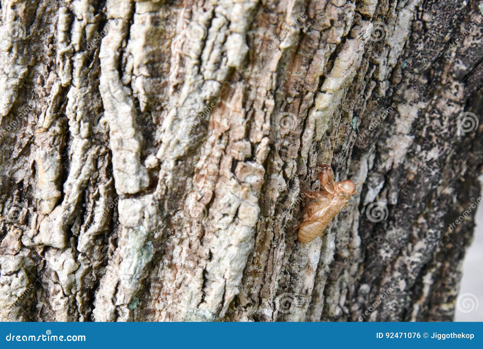 Cicada Shell on the Tree Bark Stock Photo - Image of grass, close: 92471076