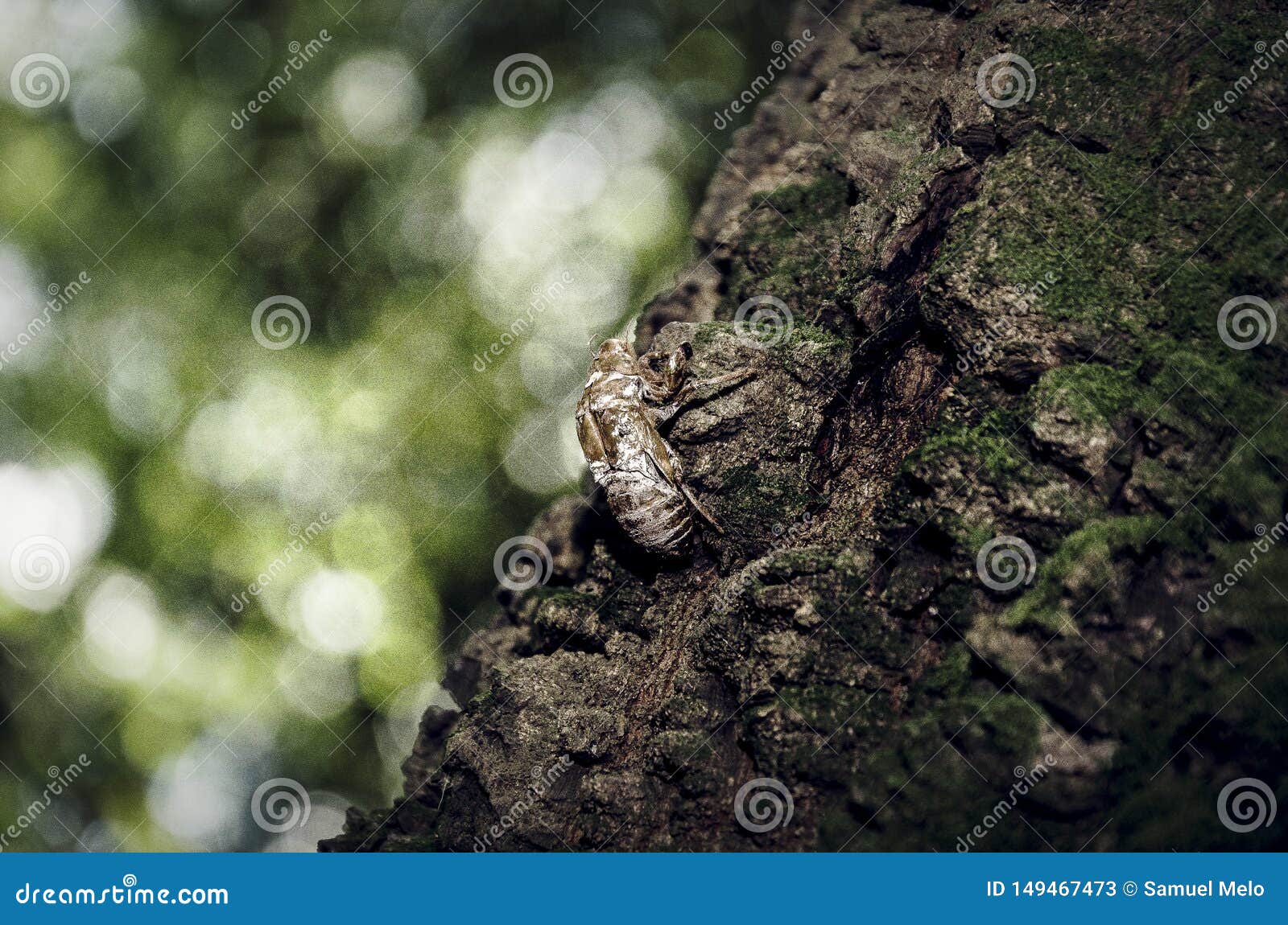 Cicada shell on the tree. stock image. Image of park - 149467473