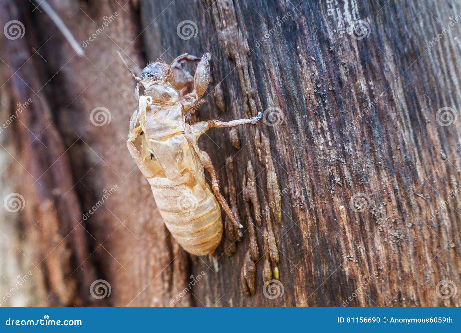 Cicada Shell on Tree stock photo. Image of husk, wildlife - 81156690