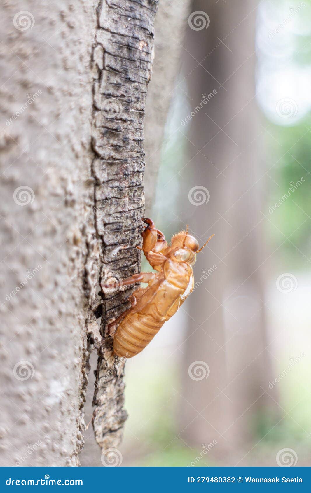 Cicada Shell on the Tree, Closeup of Photo Stock Photo - Image of ...