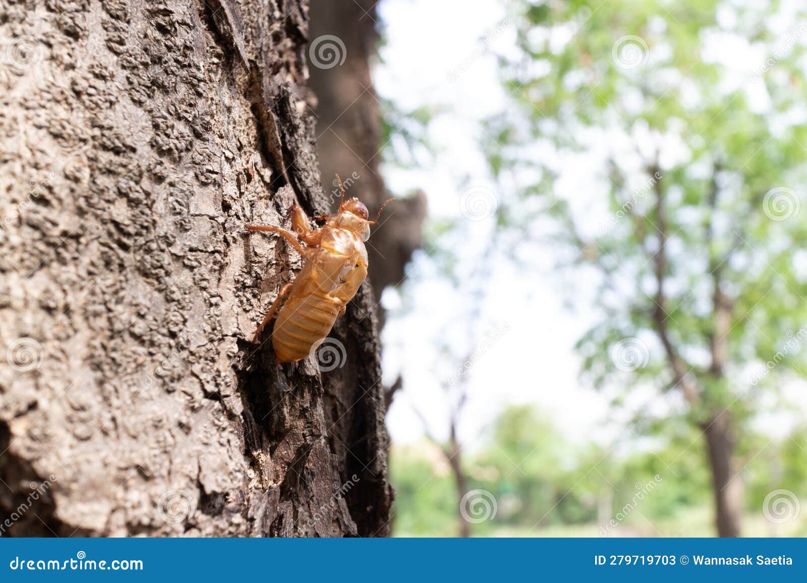 Cicada Shell on the Tree, Closeup of Photo Stock Image - Image of ...