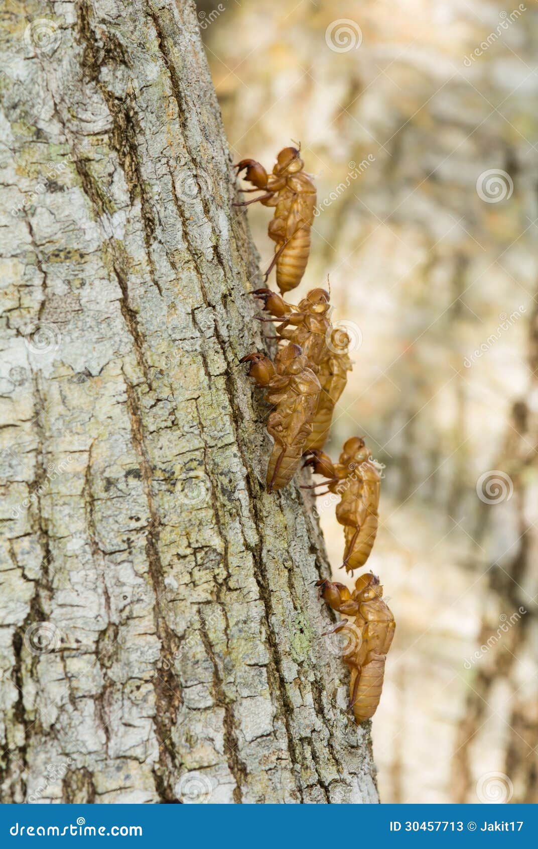 Cicada Shell stock image. Image of metamorphosis, brown - 30457713