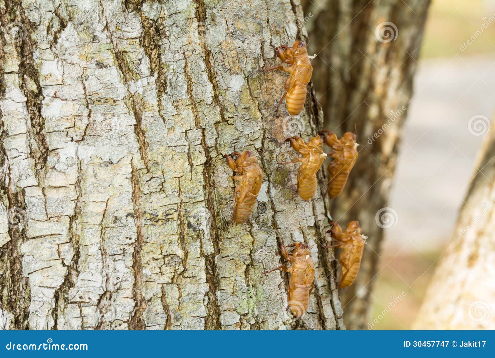 Cicada Shell stock image. Image of cast, tree, brown - 30457747