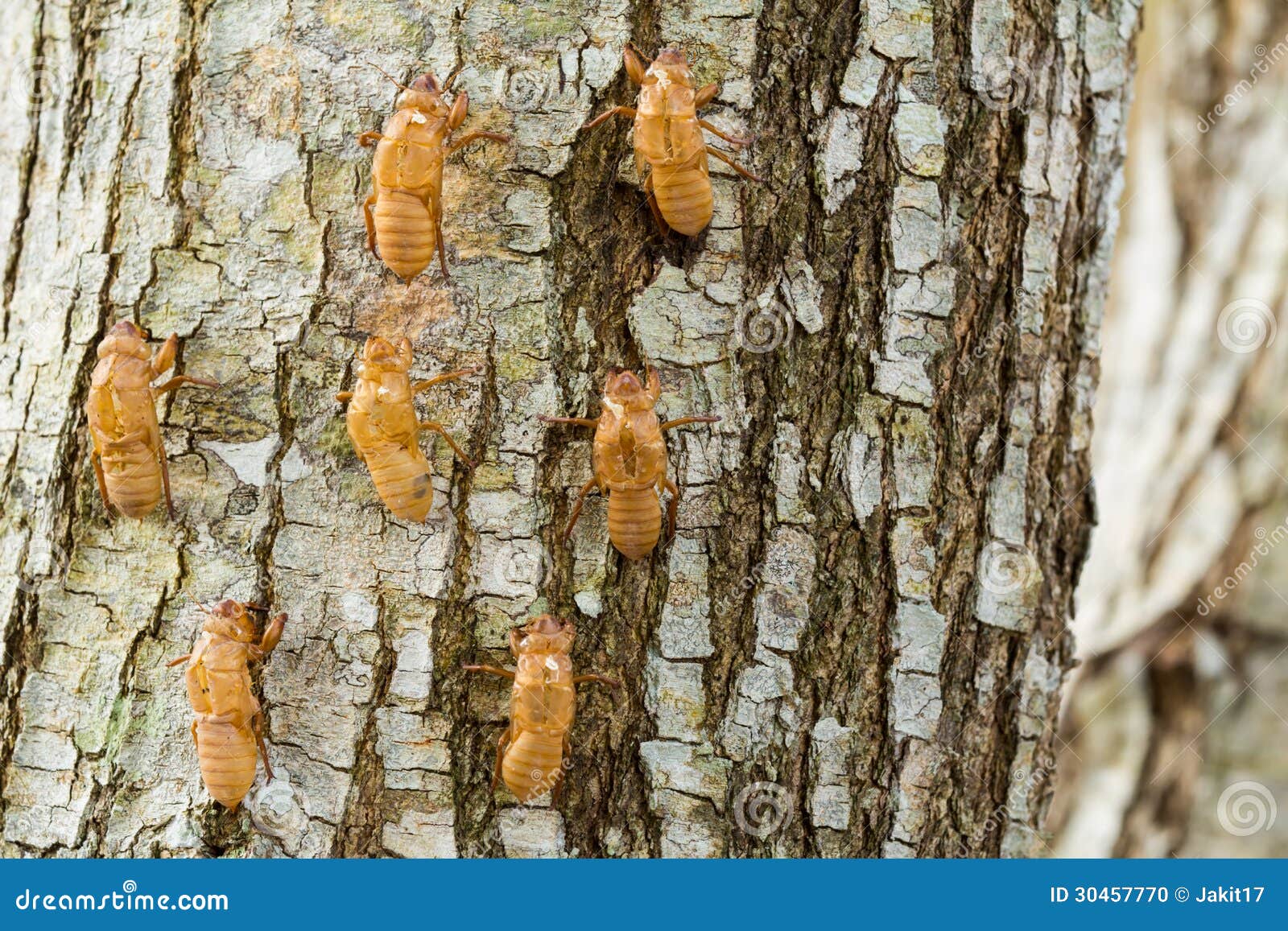 Cicada Shell stock photo. Image of shell, closeup, moult - 30457770