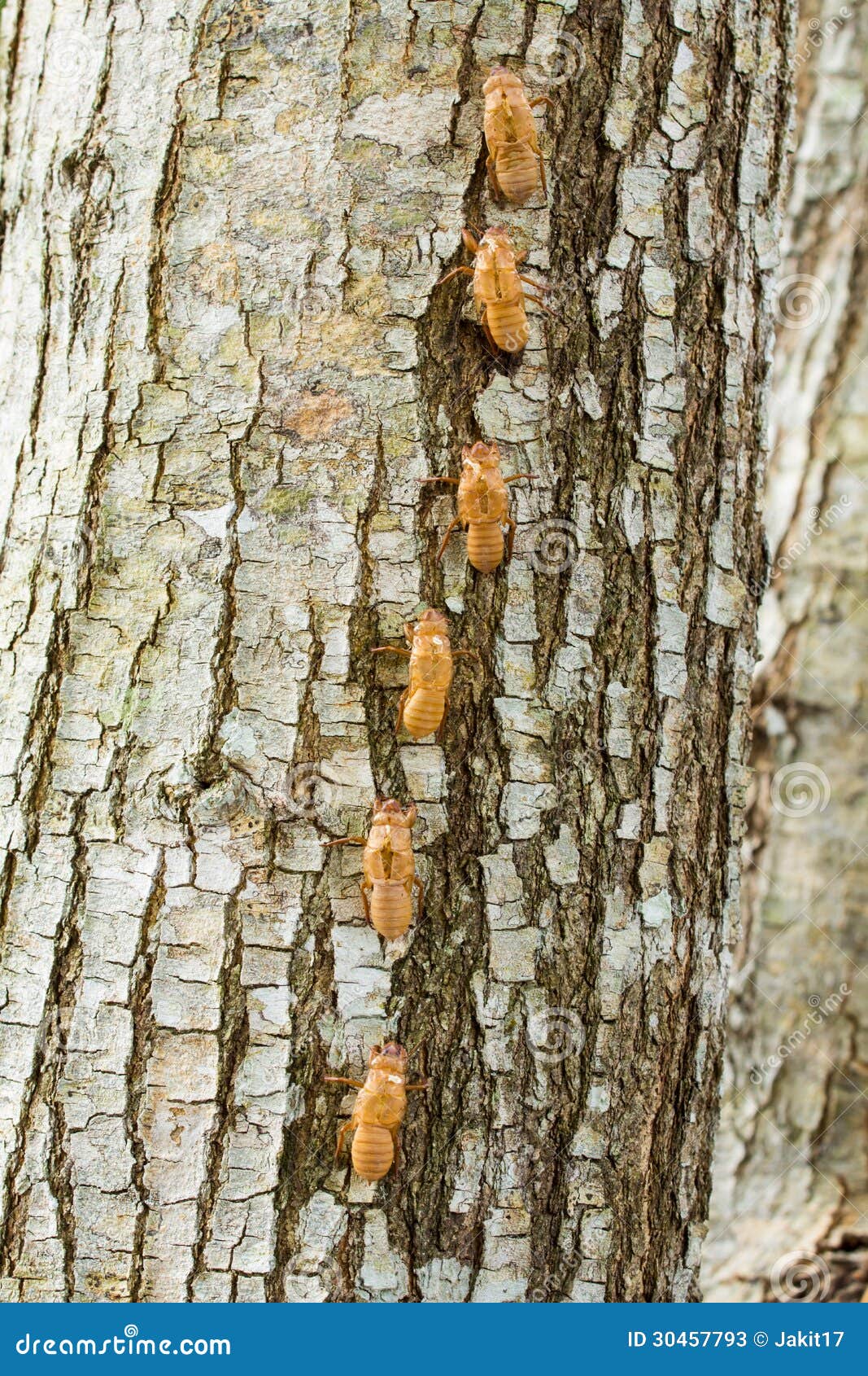 Cicada Shell stock image. Image of slough, closeup, tree - 30457793